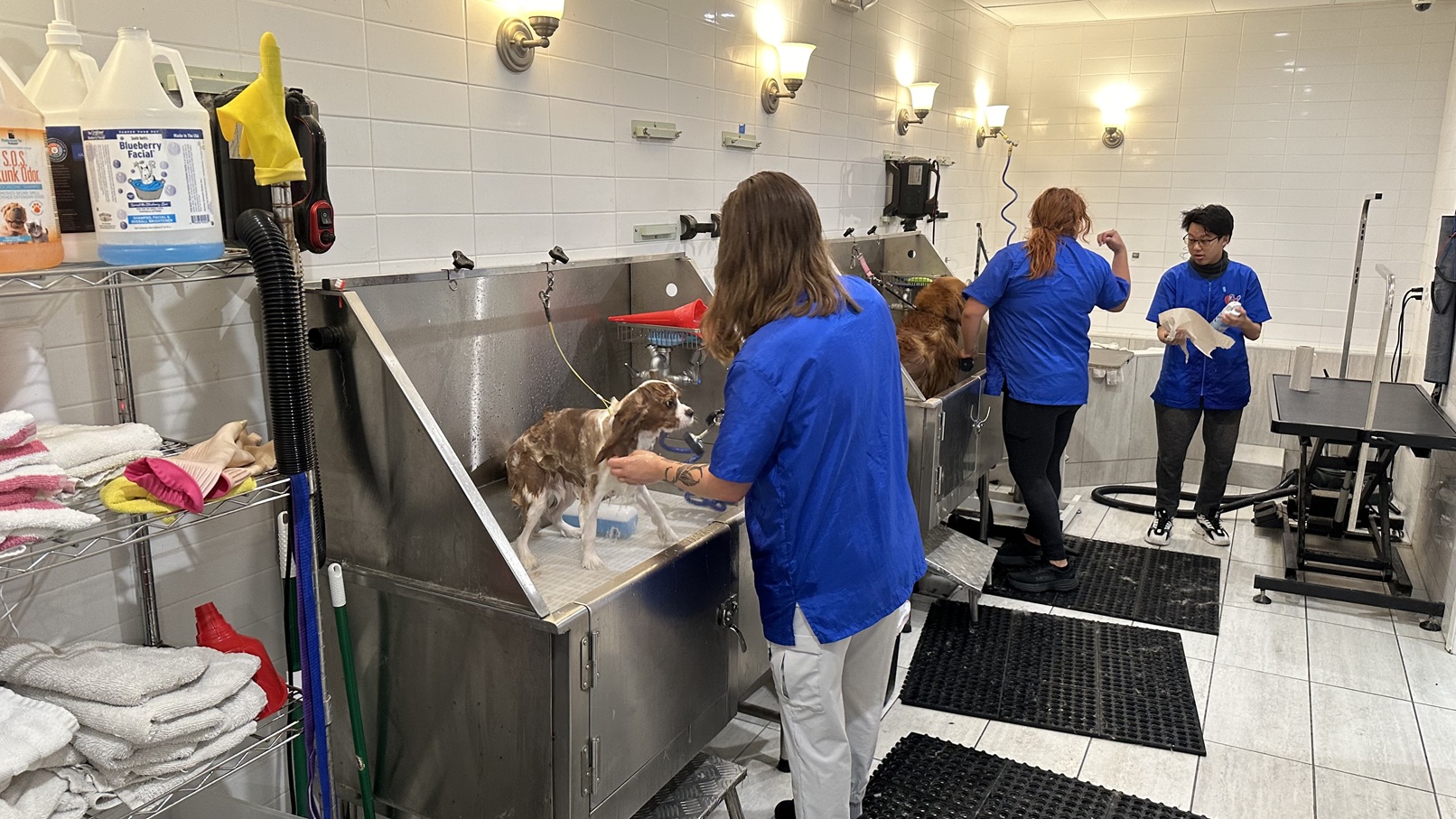 Magic Pet Spa - IndoorMedia